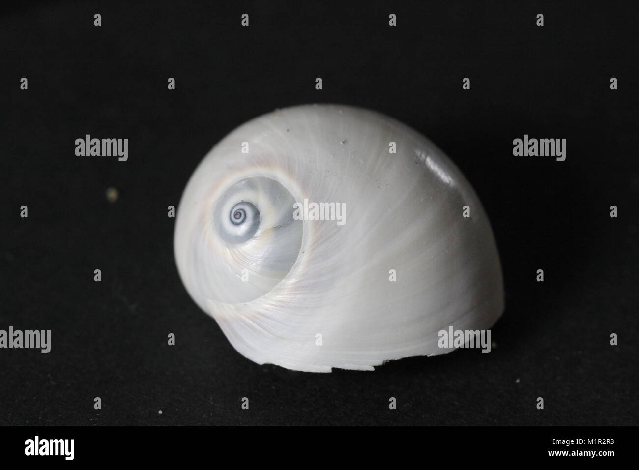 blue color sea shell in macro Stock Photo - Alamy