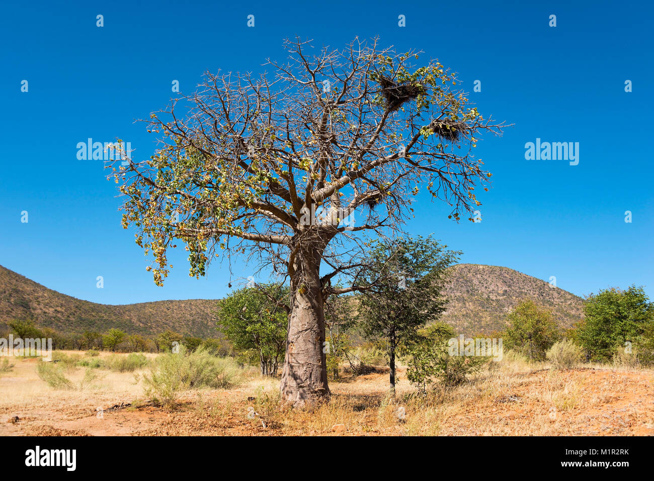 African Baobab tree Adansonia Digi Tata, Baobab, kaokoveld, Namibia ...