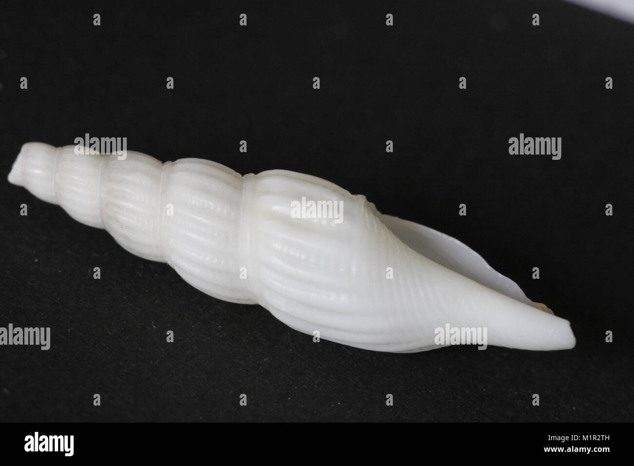 Tropical horn shell in macro photo Stock Photo - Alamy