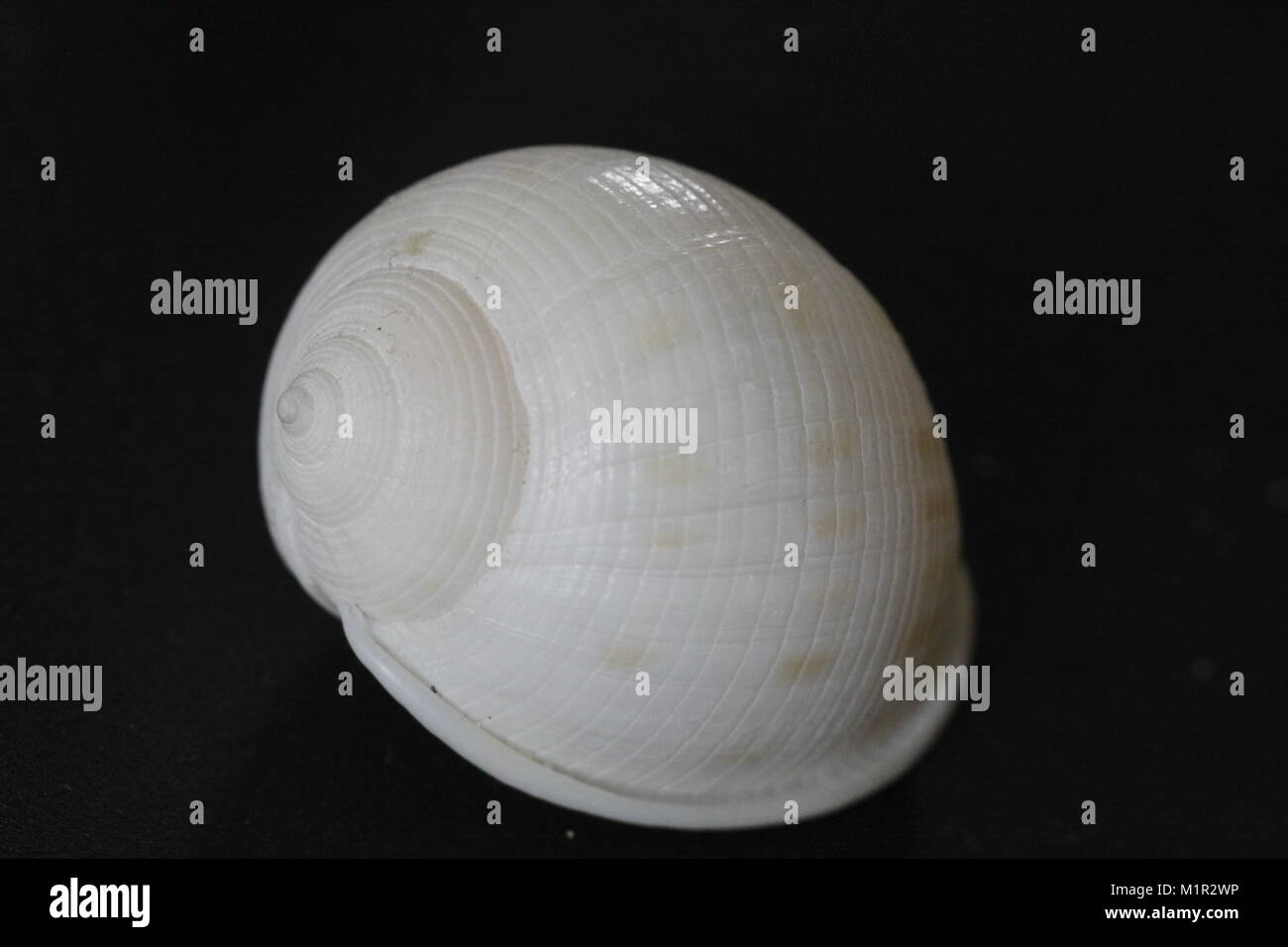 beautiful snail shell round and with texture Stock Photo - Alamy