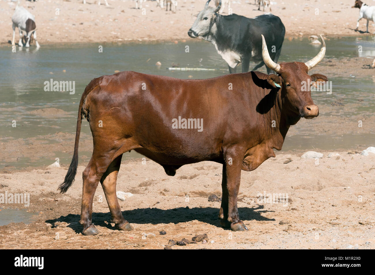Cow, Hoanib River in Damaraland, Namibia khowarib, cows, cows, Hoanib ...