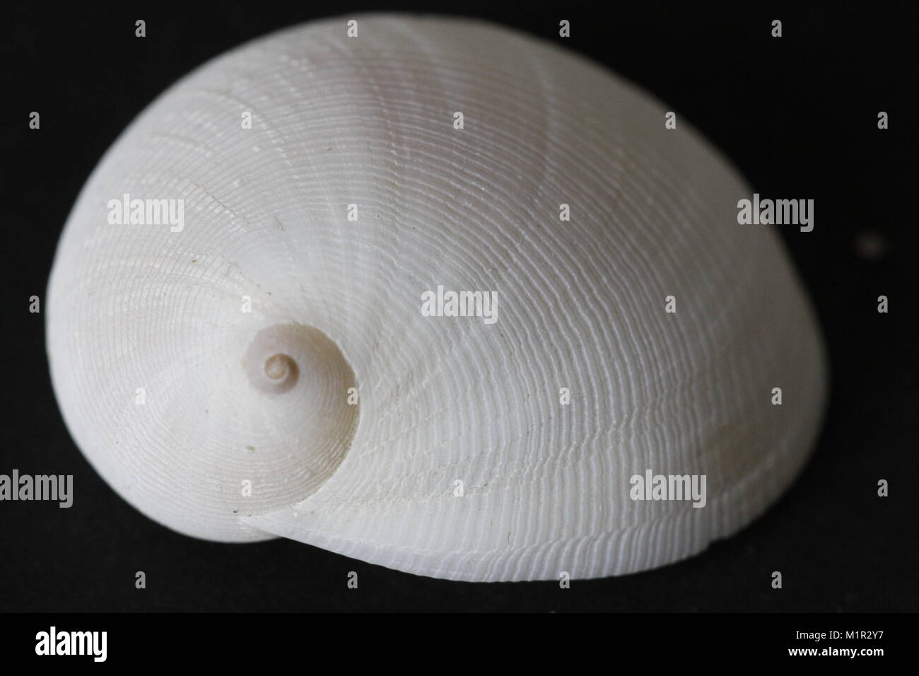 beautiful snail shell round and with texture Stock Photo - Alamy