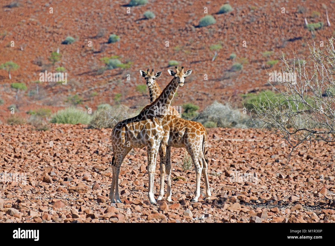 Camelopar hi-res stock photography and images - Alamy