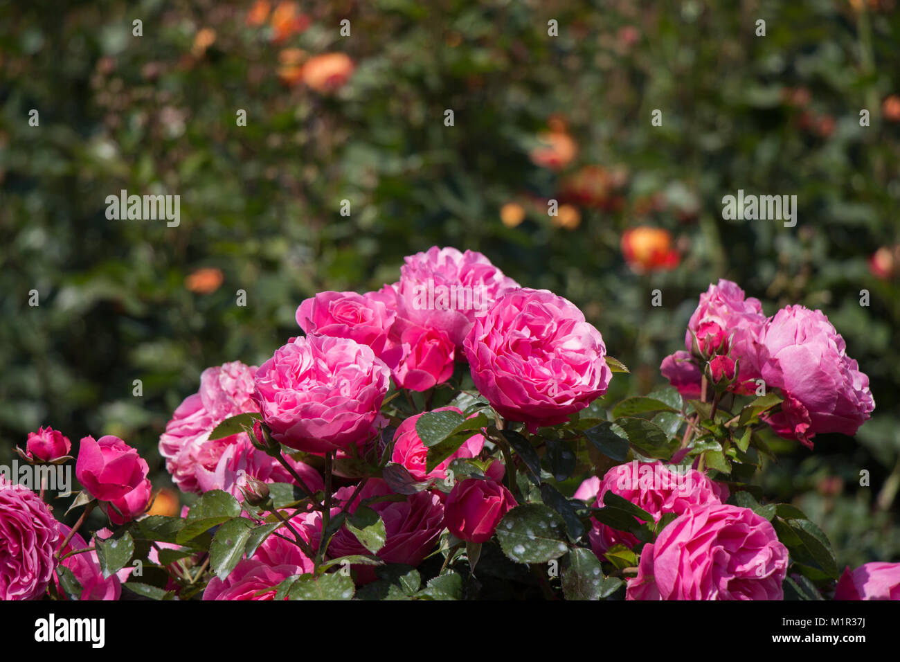 Blooming beautiful colorful roses in the garden background Stock Photo ...