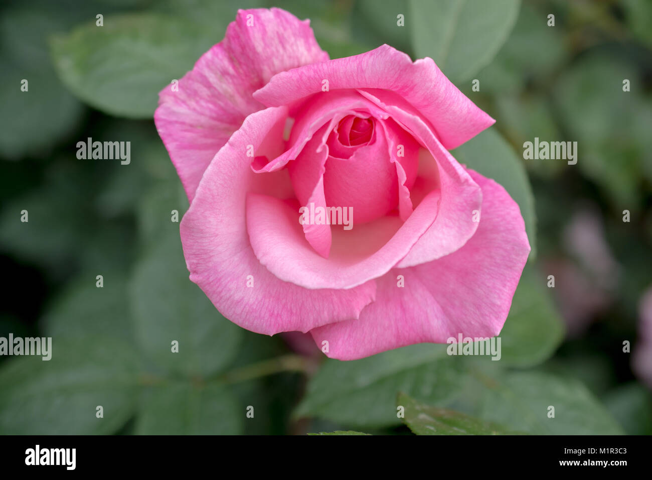 Beautiful colorful Rose Flower on garden background Stock Photo - Alamy