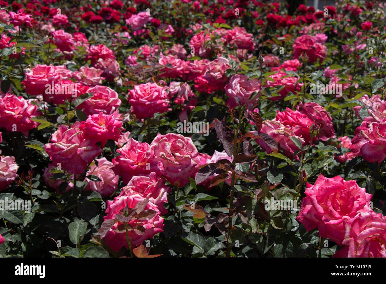 Rose garden full of beautiful fresh roses Stock Photo - Alamy