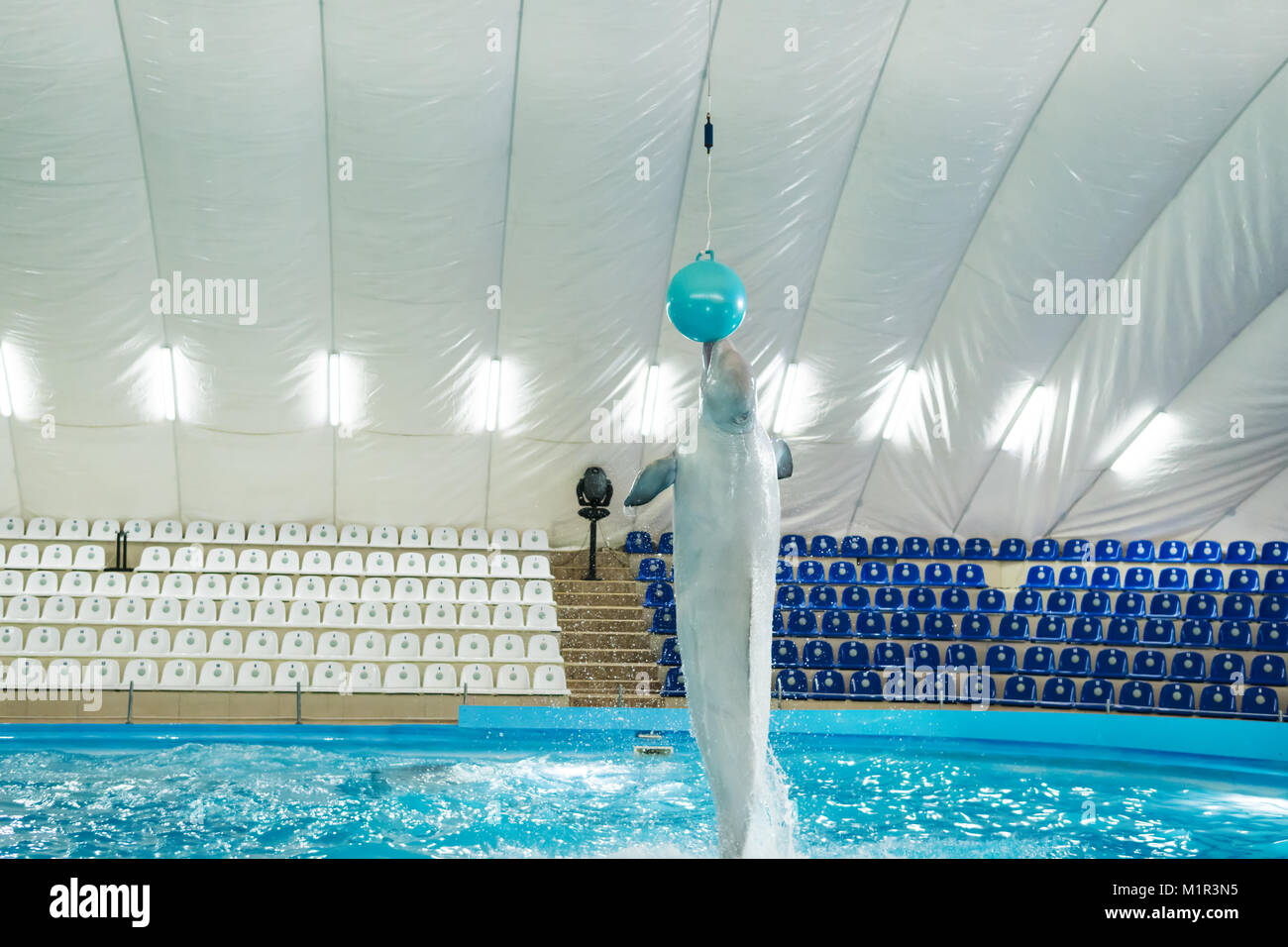 Beluga whale delphinapterus leucas underwater hi-res stock photography ...