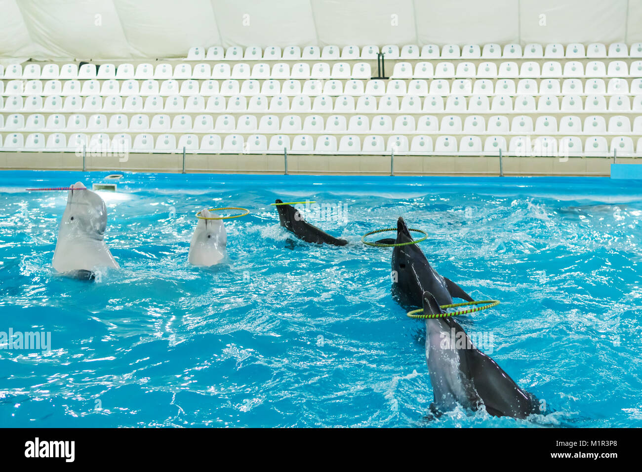 Group of dolphins twist hoops Stock Photo - Alamy