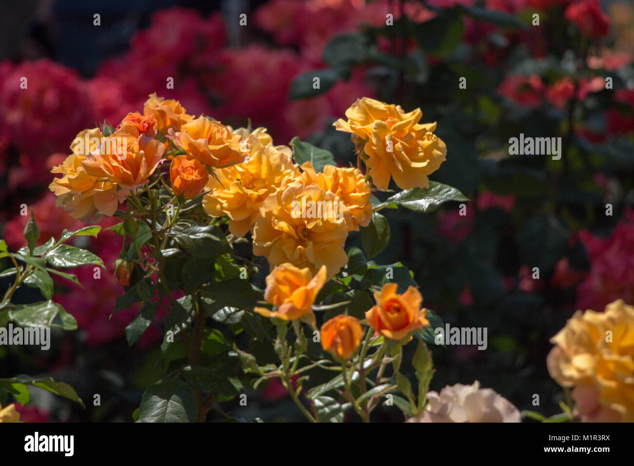 Rose garden full of beautiful fresh roses Stock Photo - Alamy