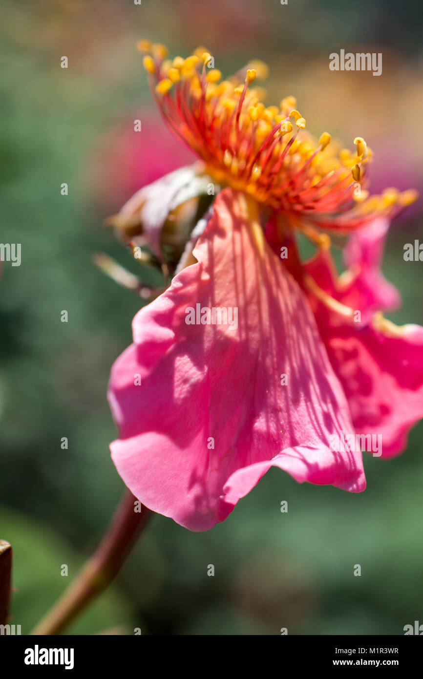 Rose flower without petals in the garden in spring Stock Photo - Alamy