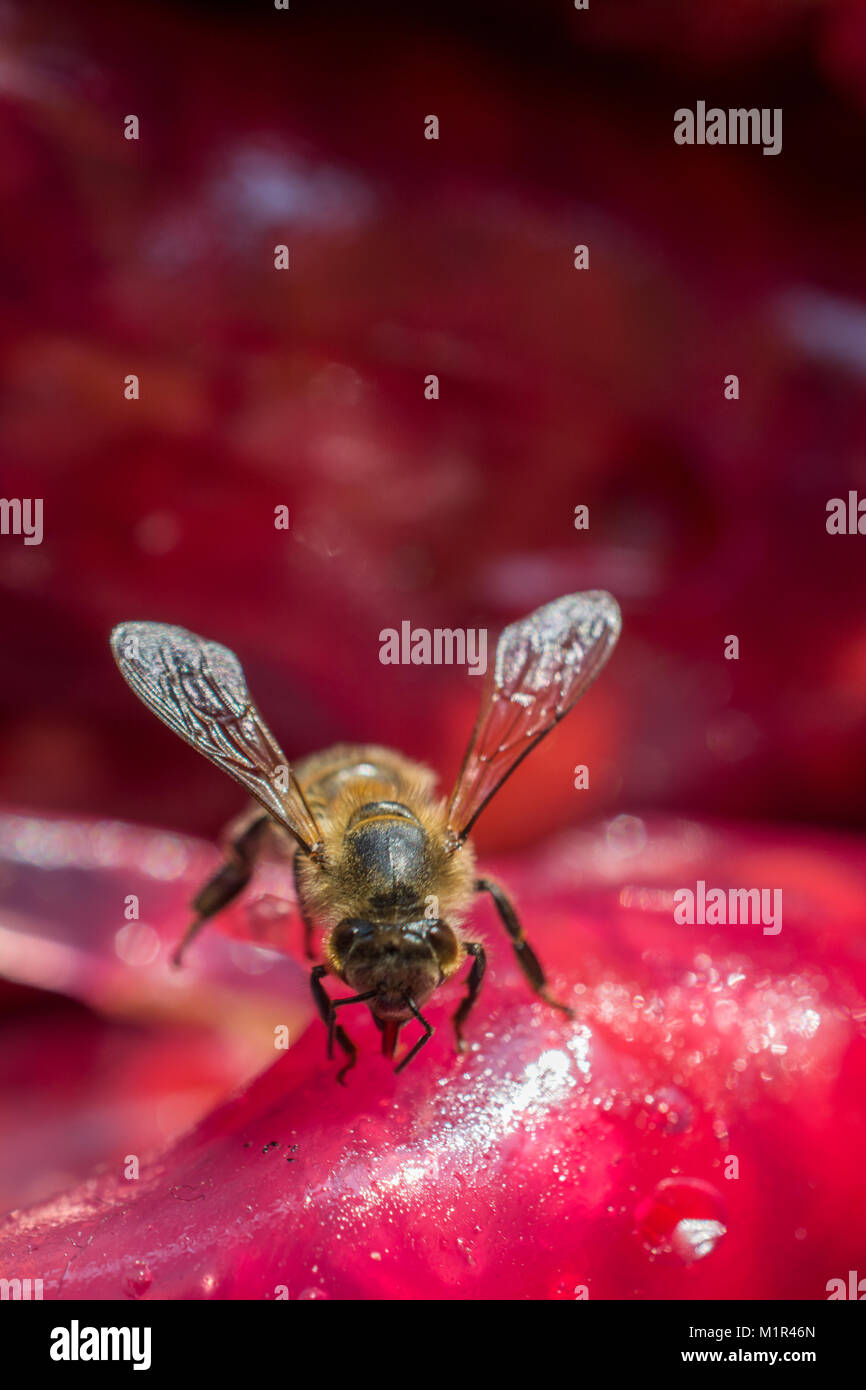 Bee is feeding on dried fruit pulp Stock Photo - Alamy