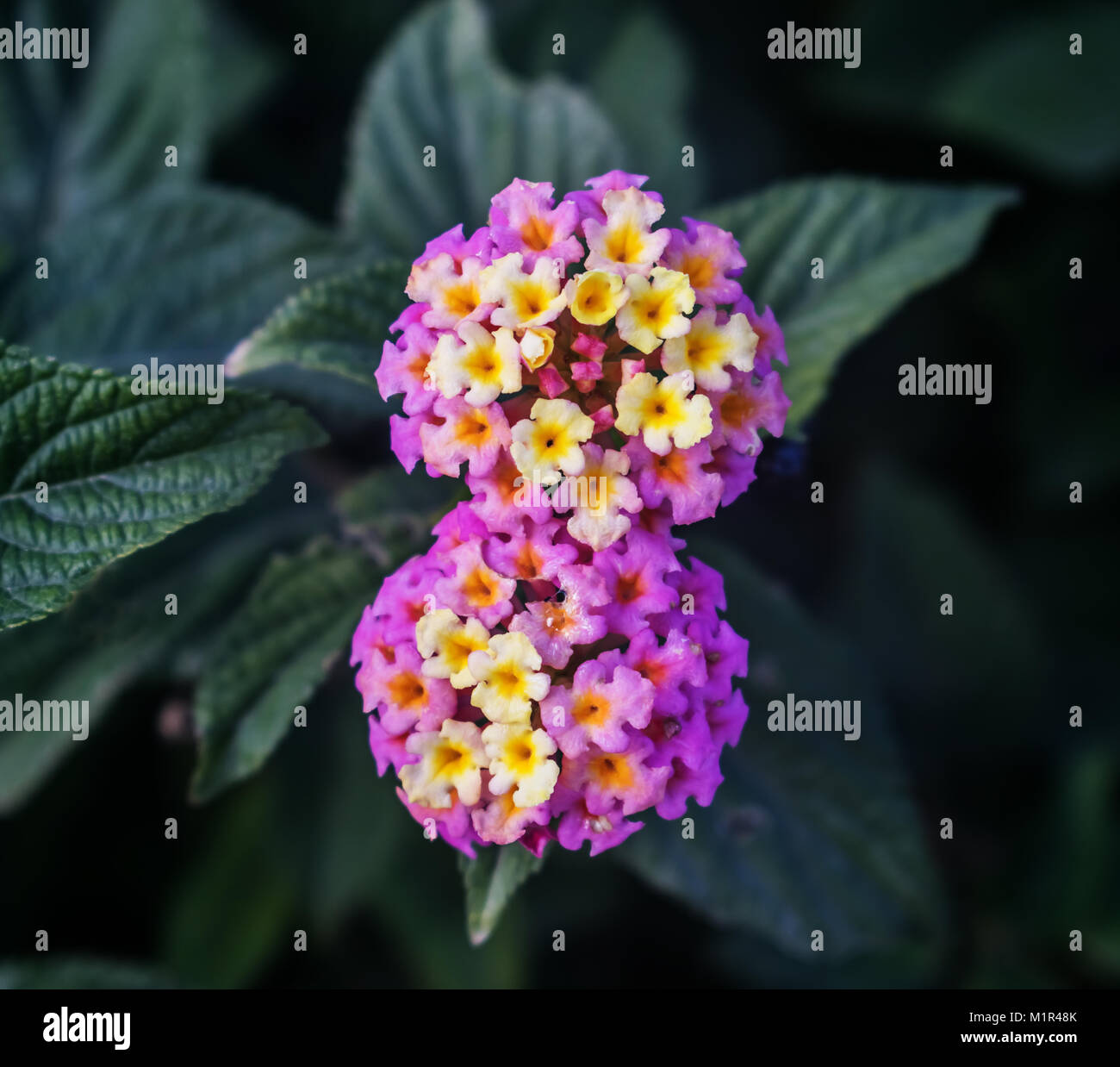 Yellow and purple lantana hi-res stock photography and images - Alamy