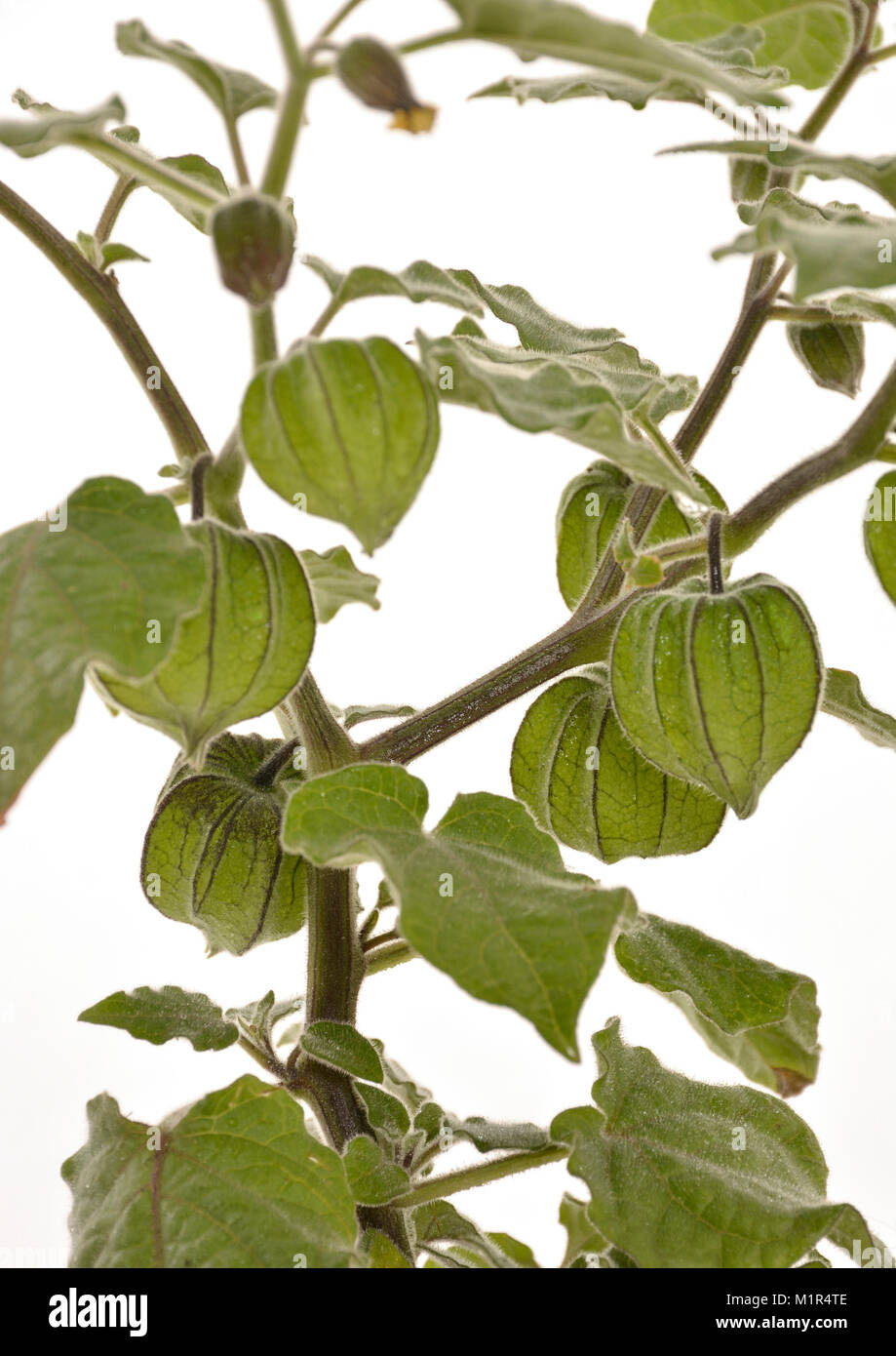 Physalis peruviana plant hi-res stock photography and images - Alamy