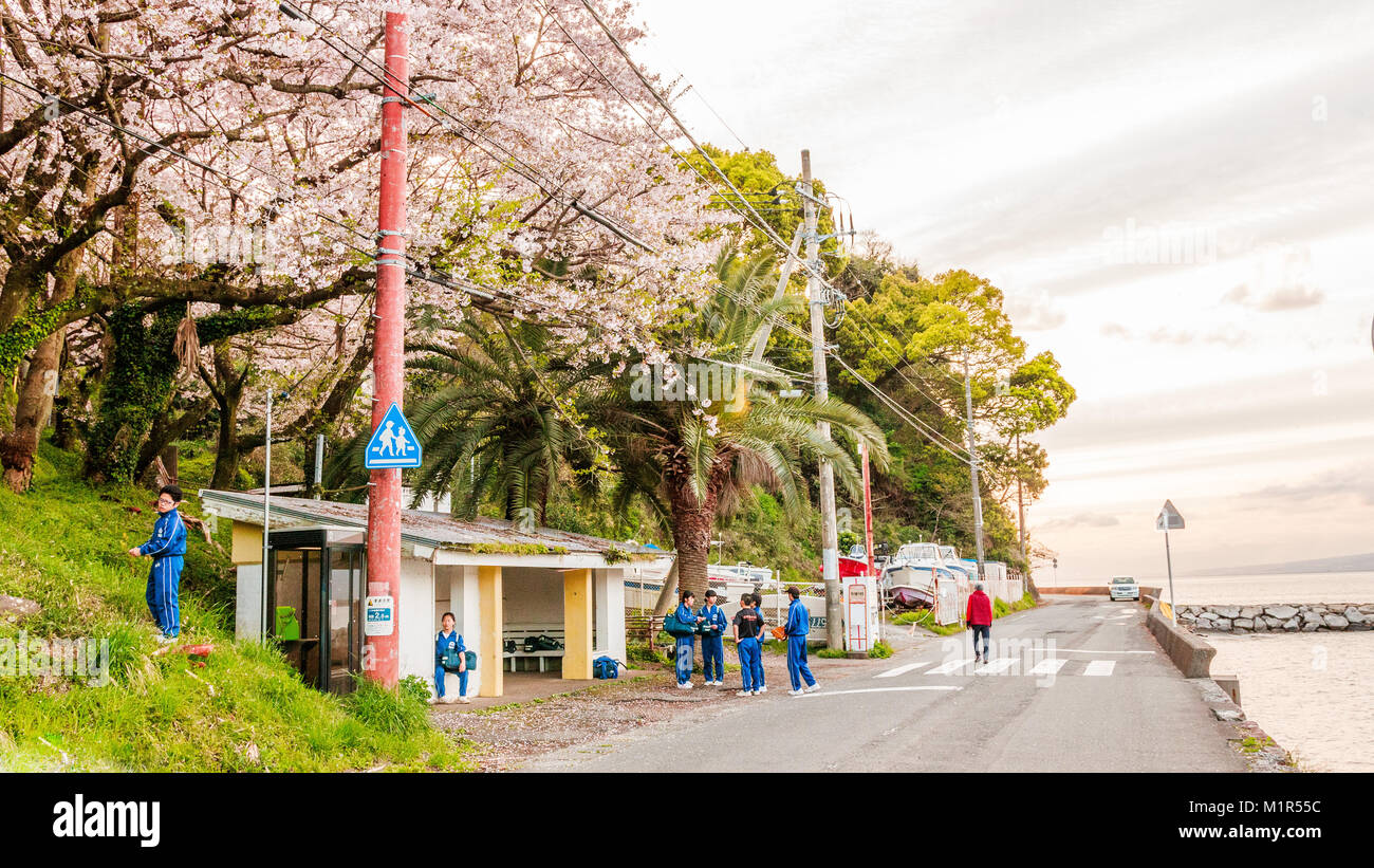 a bus stop in Uchiura, Japan below a beautiful cherry blossom tree ...