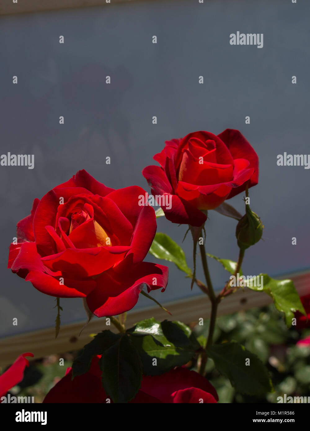 Blooming beautiful colorful roses in the garden background Stock Photo ...