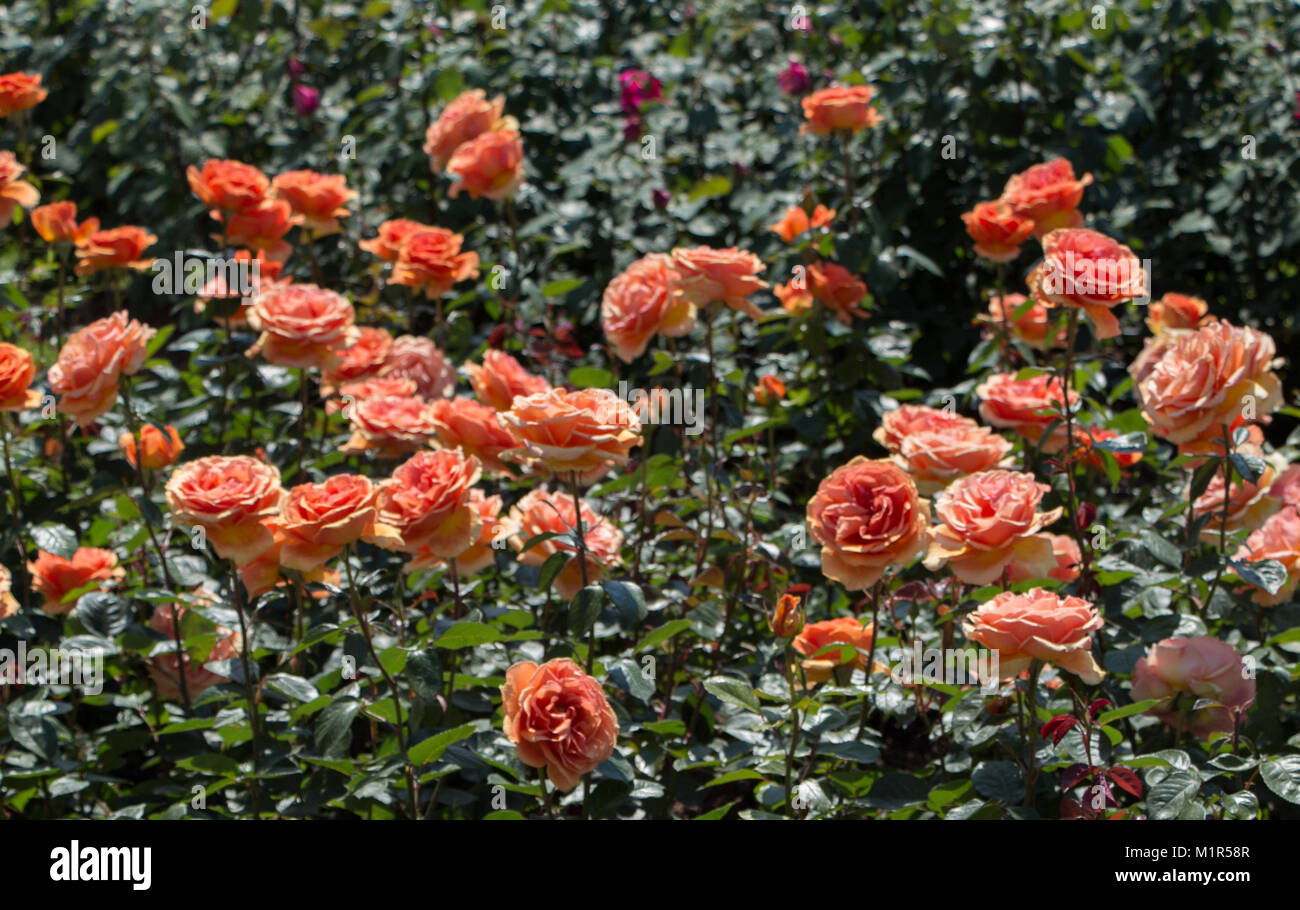 Blooming beautiful colorful roses in the garden background Stock Photo ...