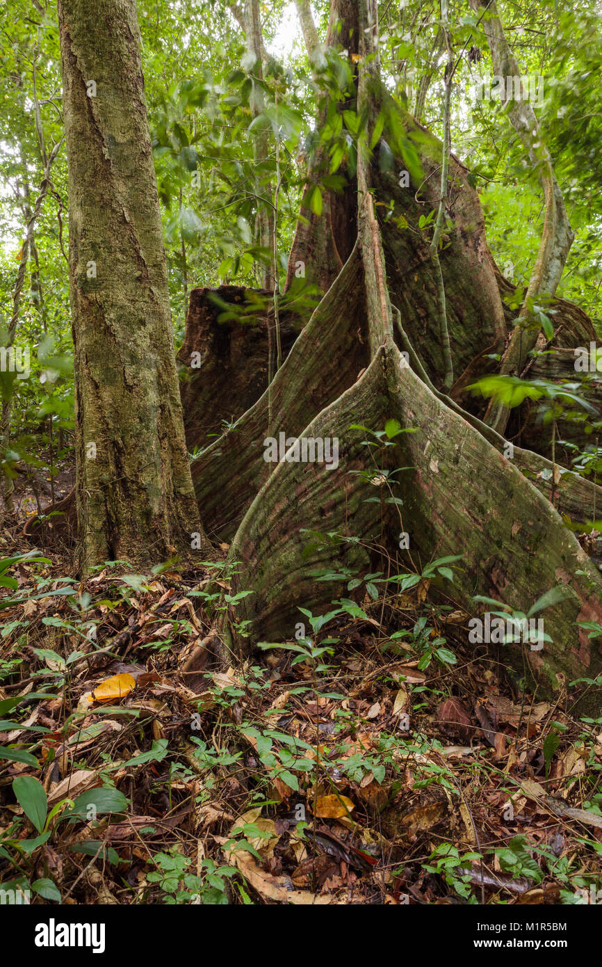 Buttress tree roots in rainforest Stock Photo - Alamy