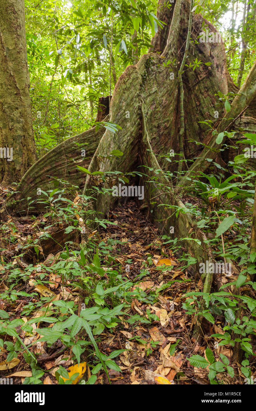 Buttress tree roots in rainforest Stock Photo - Alamy