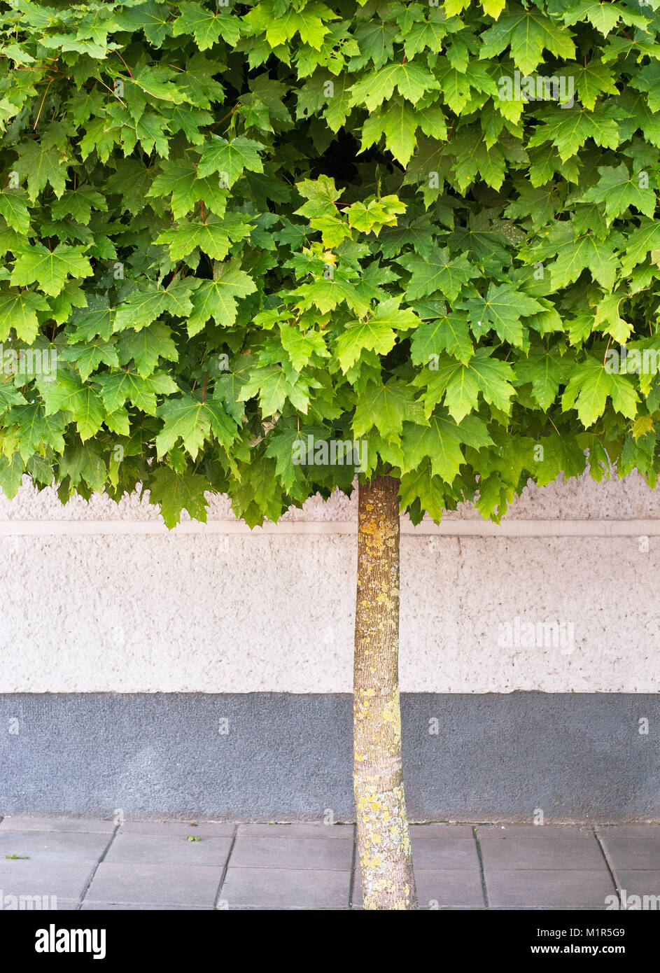 Maple tree growing on the pavement Stock Photo - Alamy