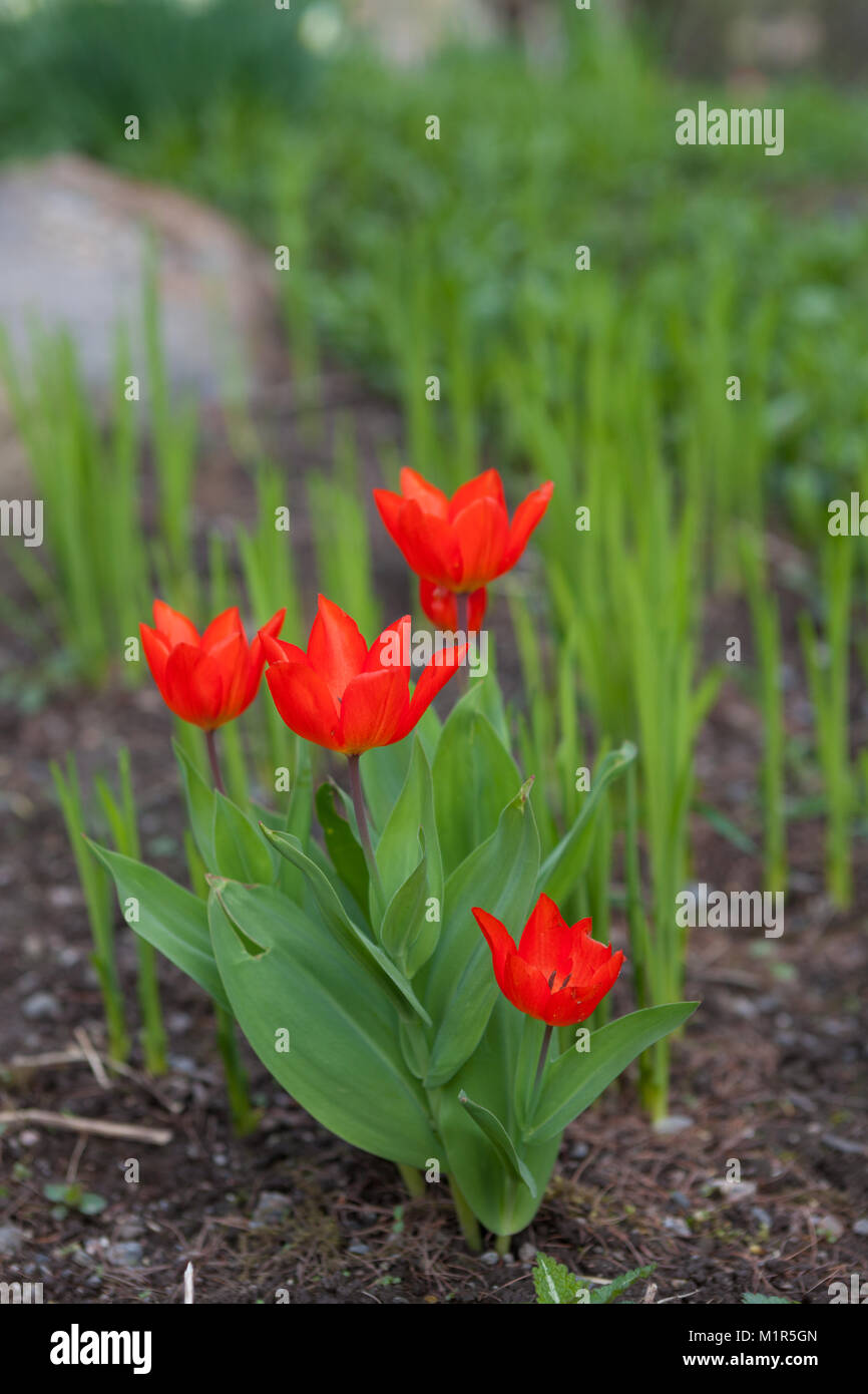 Beautiful tulip red blooming hi-res stock photography and images - Alamy