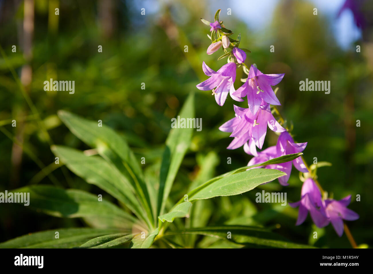 Purple flowers in nature Stock Photo - Alamy