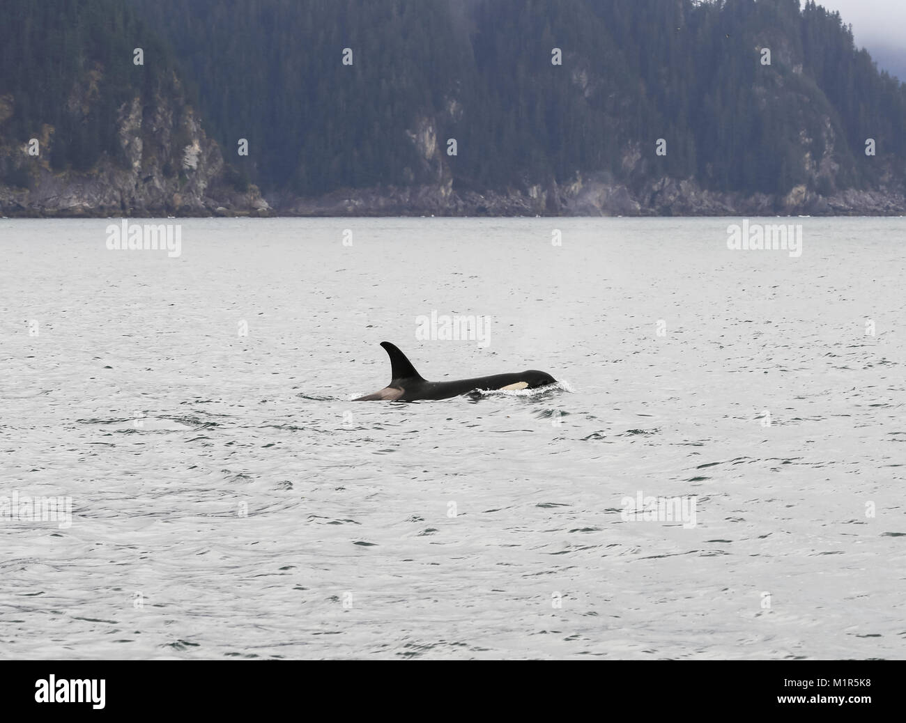Orca at the coast of the Resurrection Bay in Alaska Stock Photo - Alamy