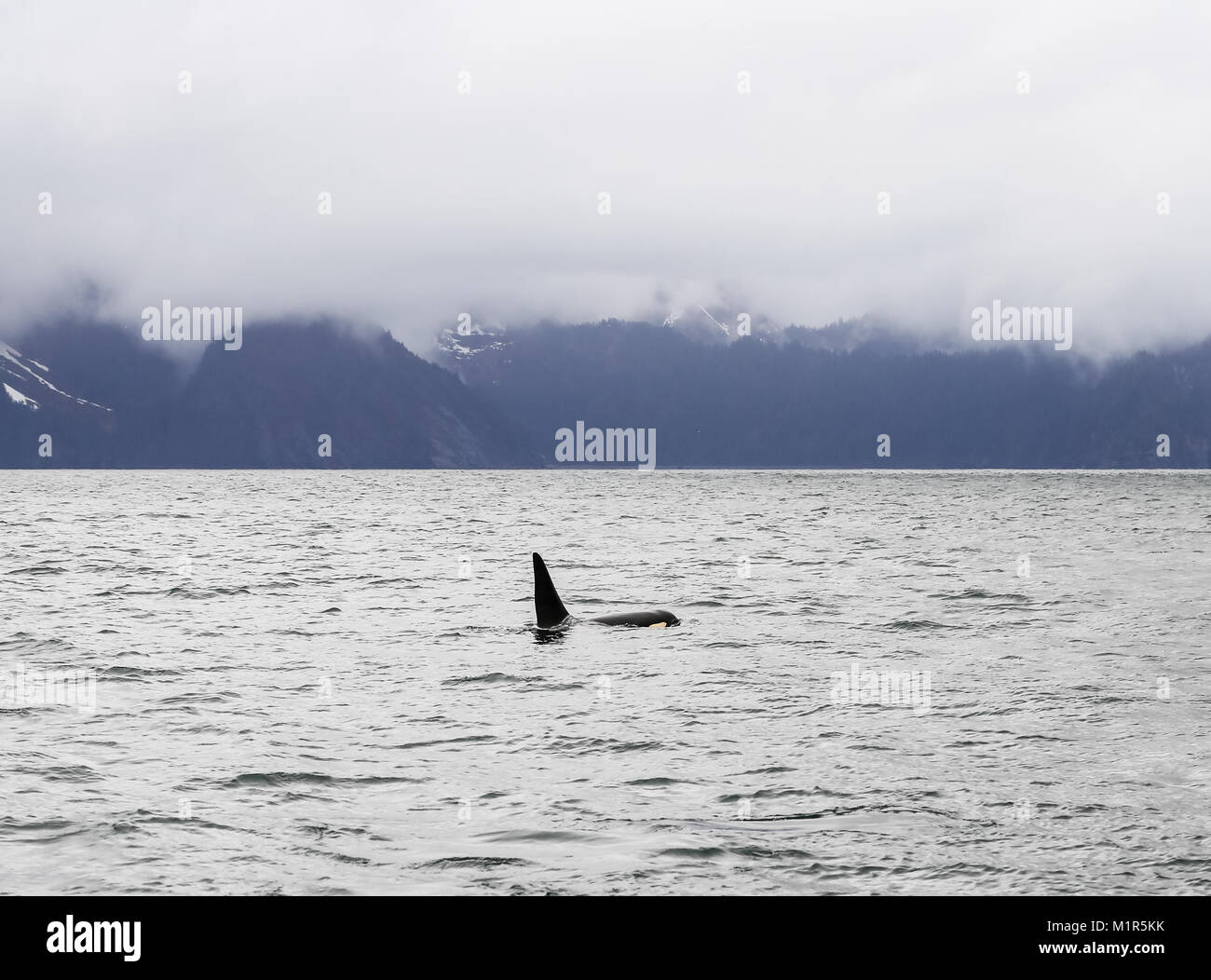 Orca in the Resurrection Bay in Alaska Stock Photo - Alamy