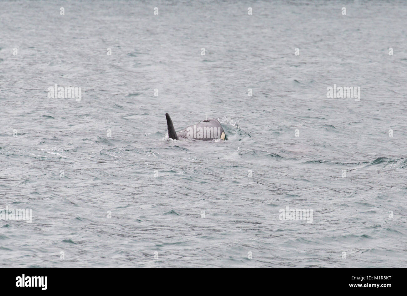 Breathing orca hi-res stock photography and images - Alamy