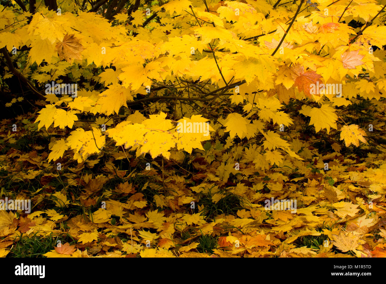 Acers japanese maple hi-res stock photography and images - Alamy