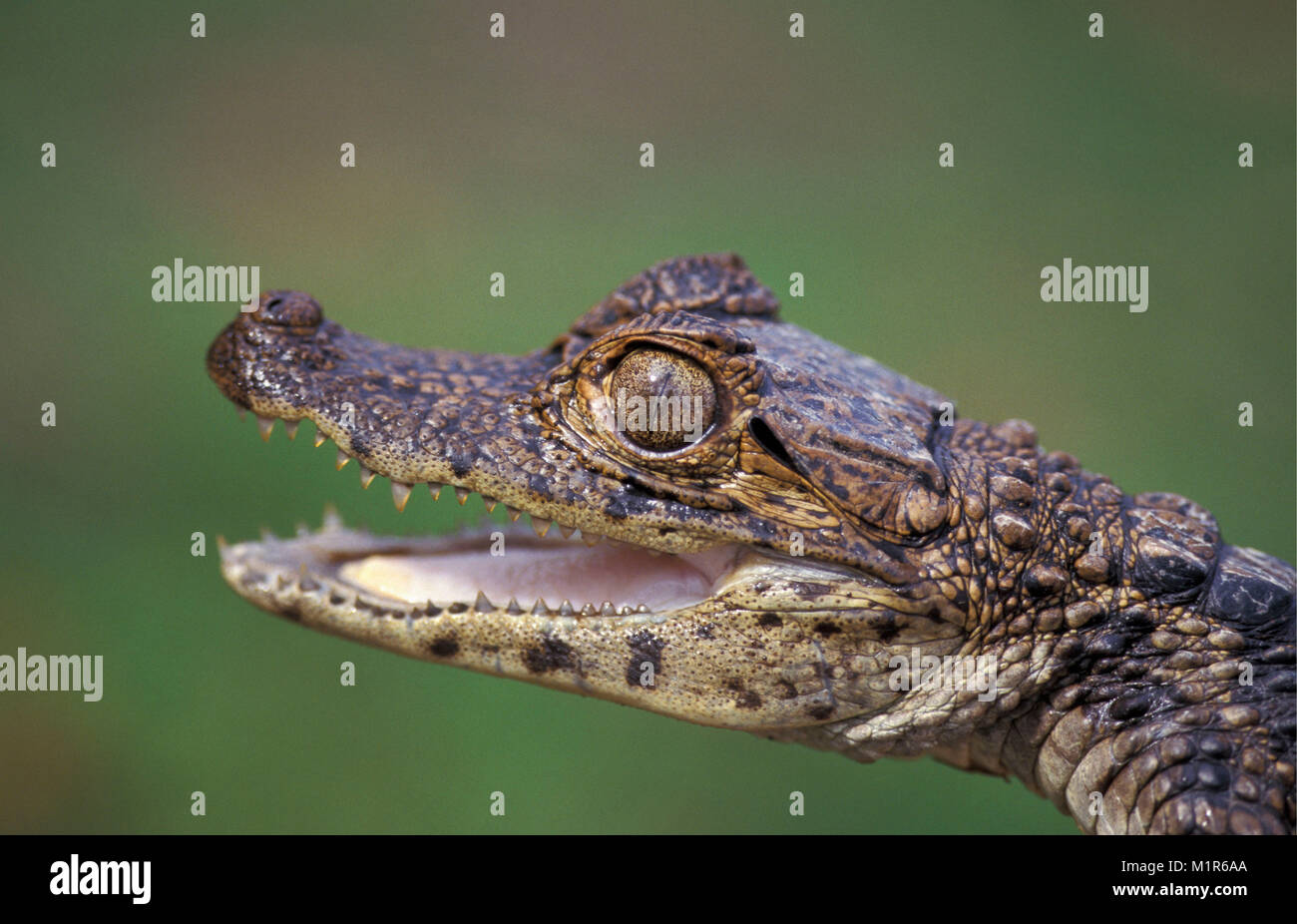 Costa Rica. National Park Manuel Antonio. Spectacled Caiman. (Caiman ...
