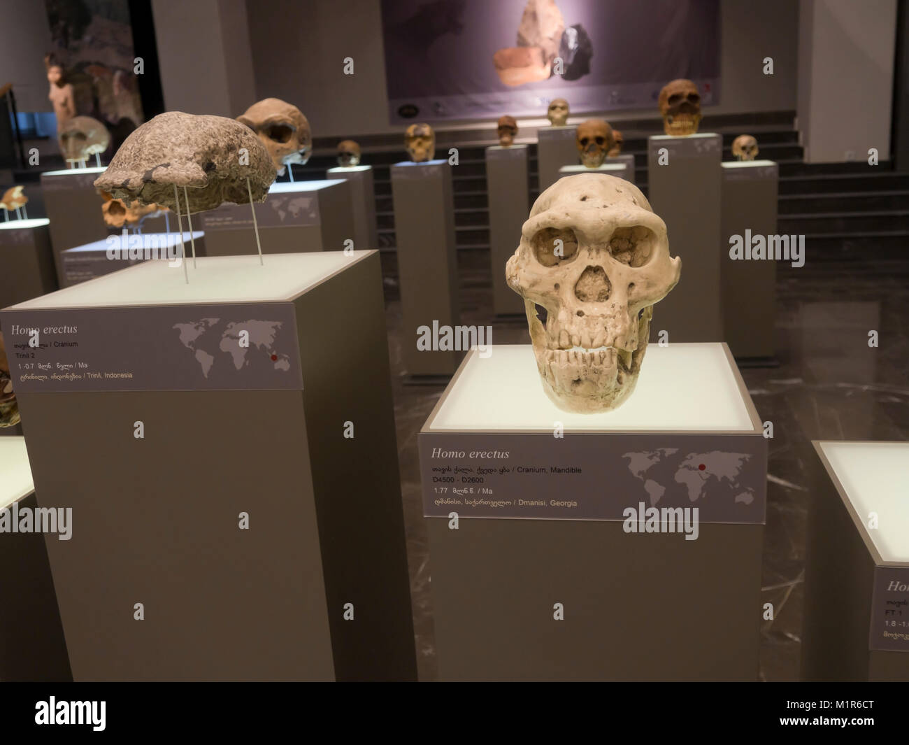 Homo erectus hi-res stock photography and images - Alamy