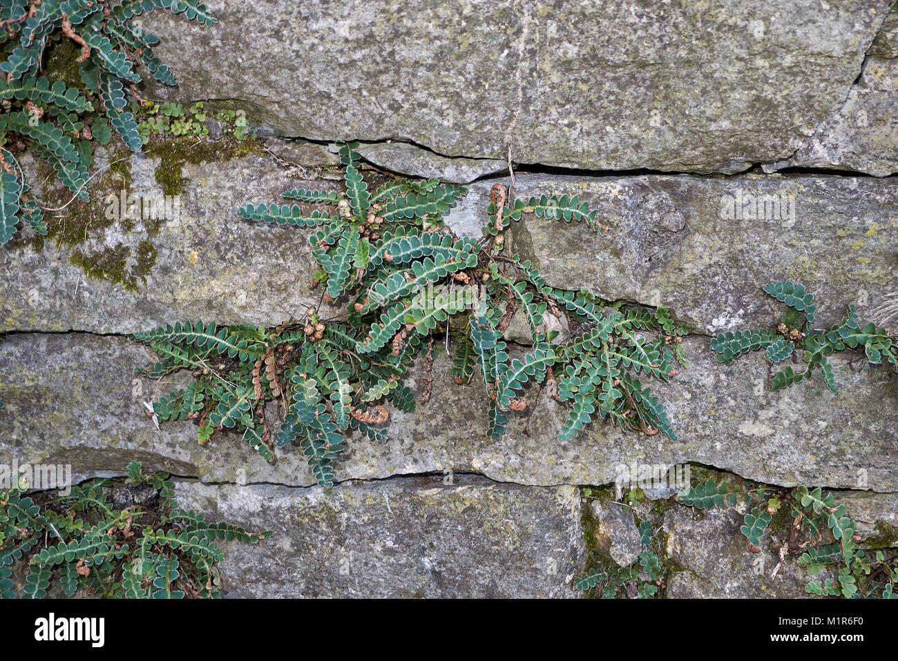 Rustyback fern asplenium ceterach hi-res stock photography and images ...