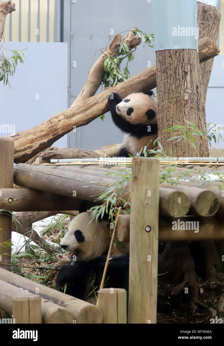 Tokyo, Japan. 1st Feb, 2018. Female giant panda cub Xiang Xiang plays ...