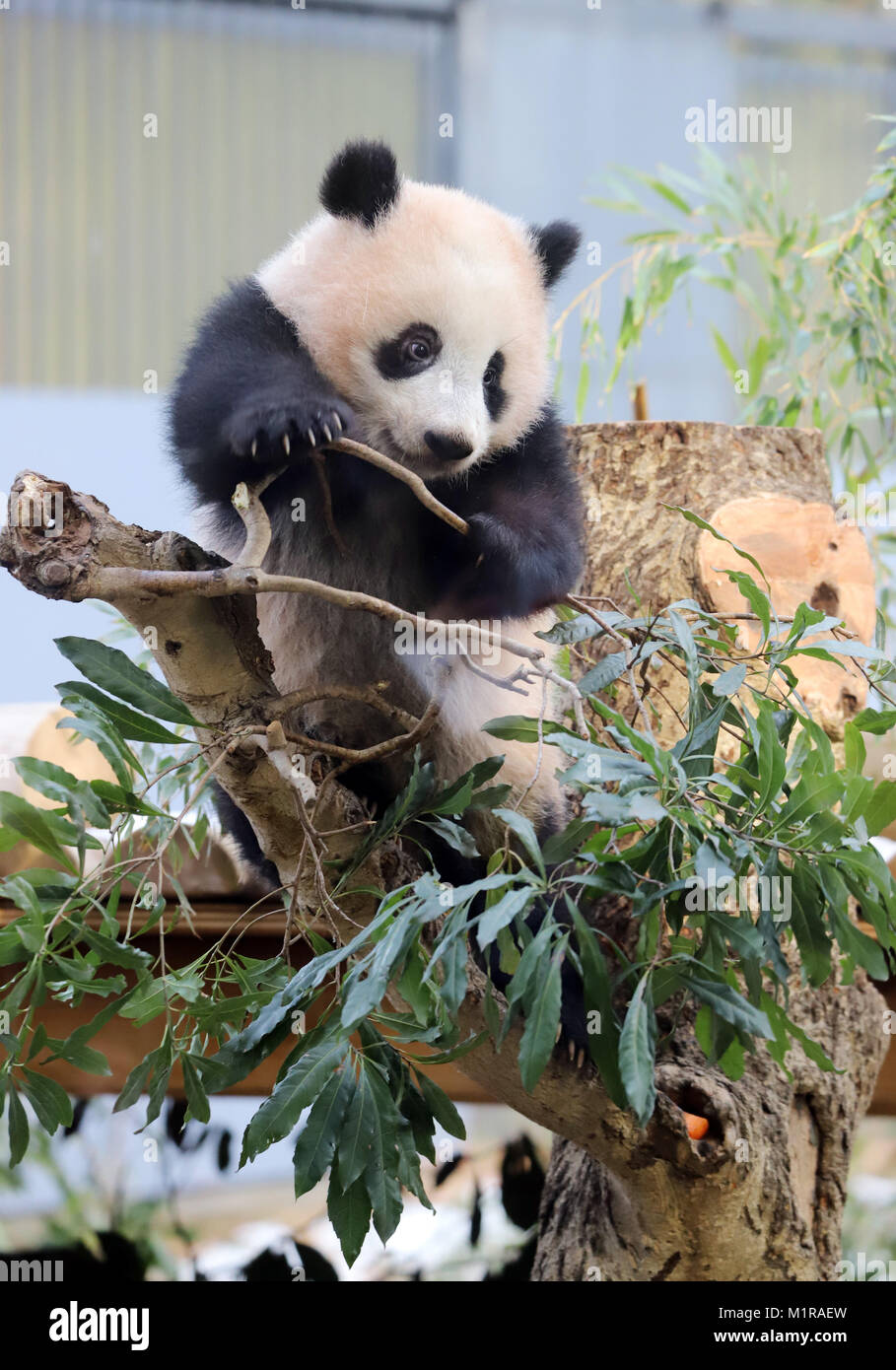 Tokyo, Japan. 1st Feb, 2018. Female giant panda cub Xiang Xiang plays ...