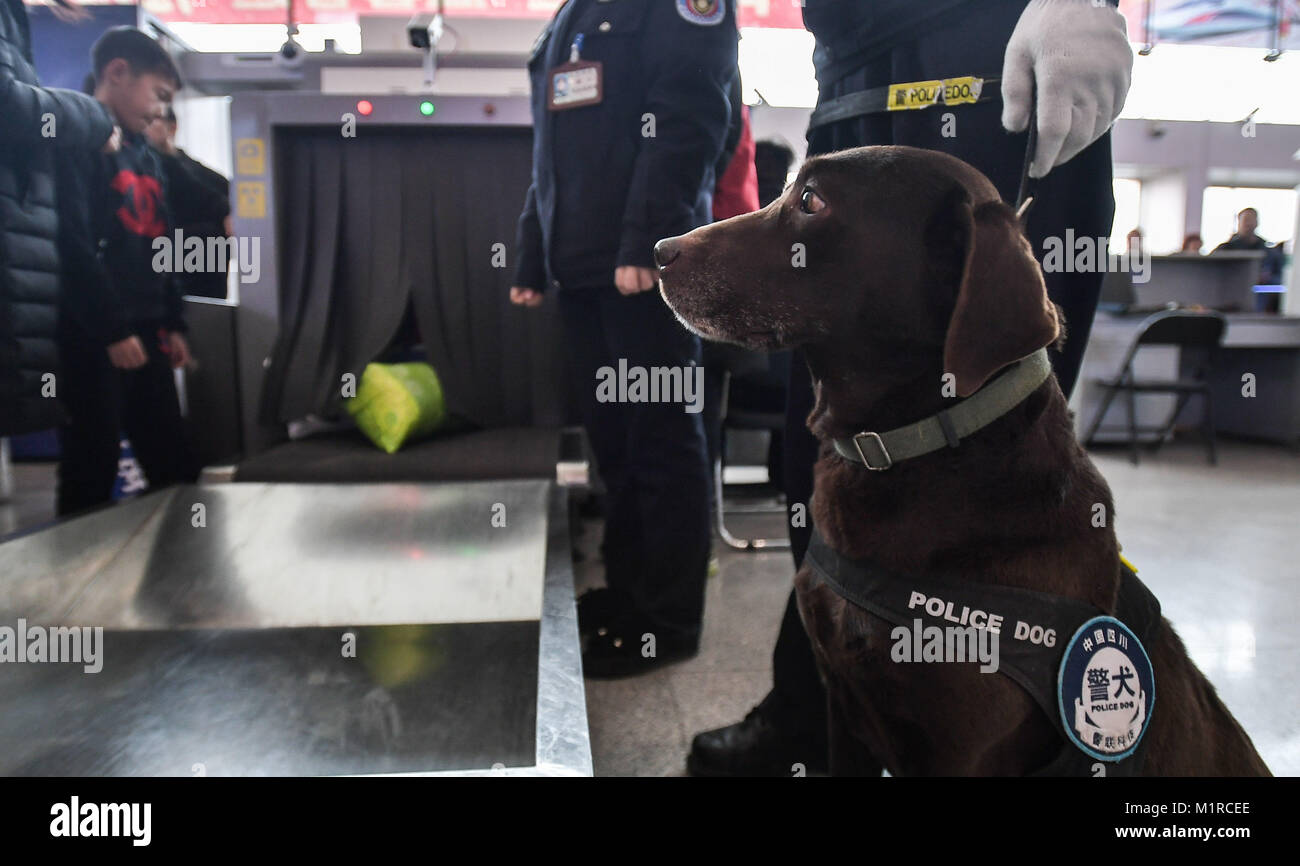 Chengdu, China's Sichuan Province. 1st Feb, 2018. Police dog Wang Zi ...