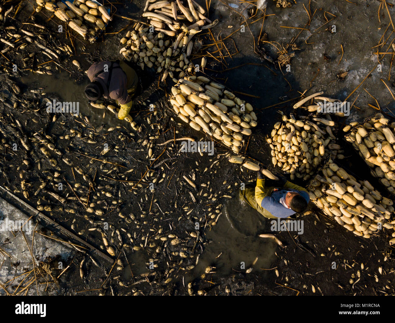 Anxin, China's Hebei Province. 31st Jan, 2018. Famers wash the picked ...