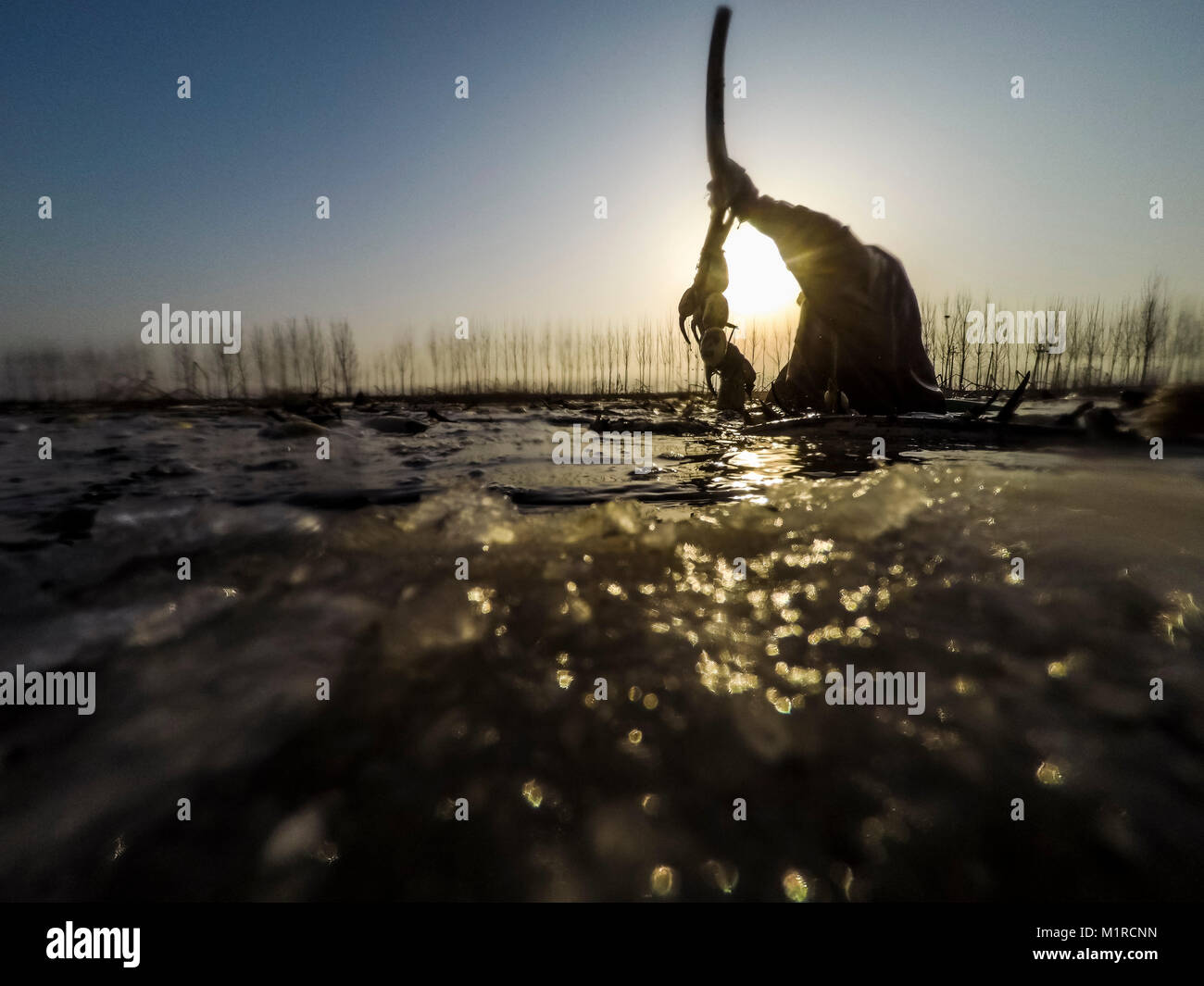 Anxin, China's Hebei Province. 1st Feb, 2018. A famer picks lotus roots ...