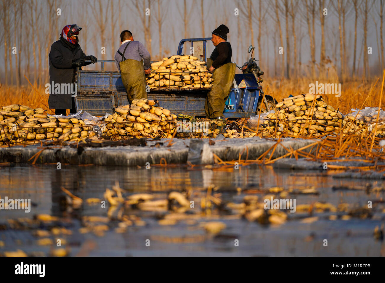 Anxin, China's Hebei Province. 31st Jan, 2018. Famers wash and load the ...