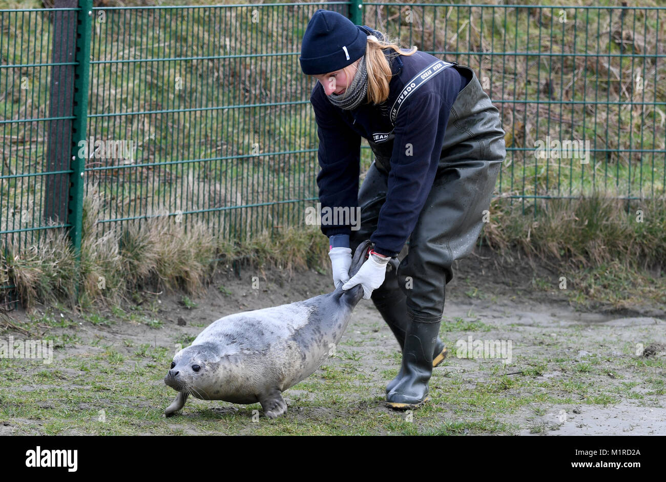 Friedrichskoog, Germany. 1st Feb, 2018. A worker at the seal rearing ...