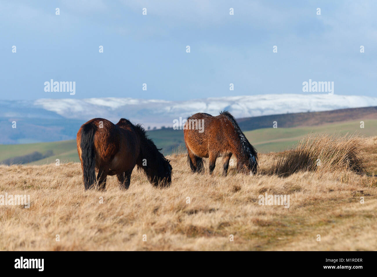 Builth Wells, Powys, UK. 1st February 2018. Light snowfall and bitterly ...