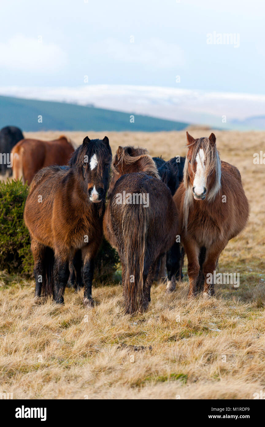 Builth Wells, Powys, UK. 1st February 2018. Light snowfall and bitterly ...