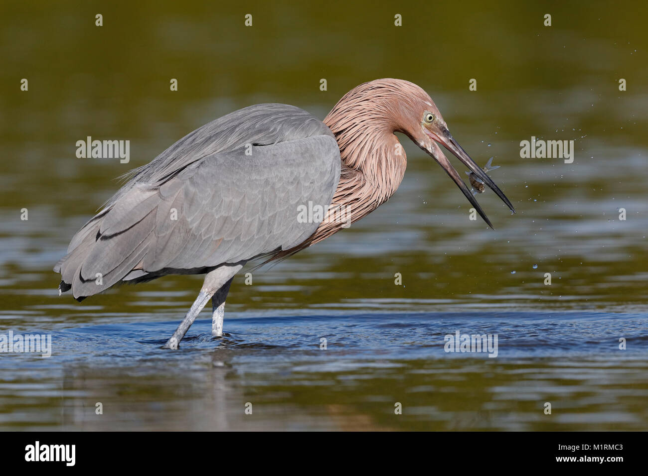 Reddish Egret (Egretta rufescens) catching a fish - St. Petersburg ...