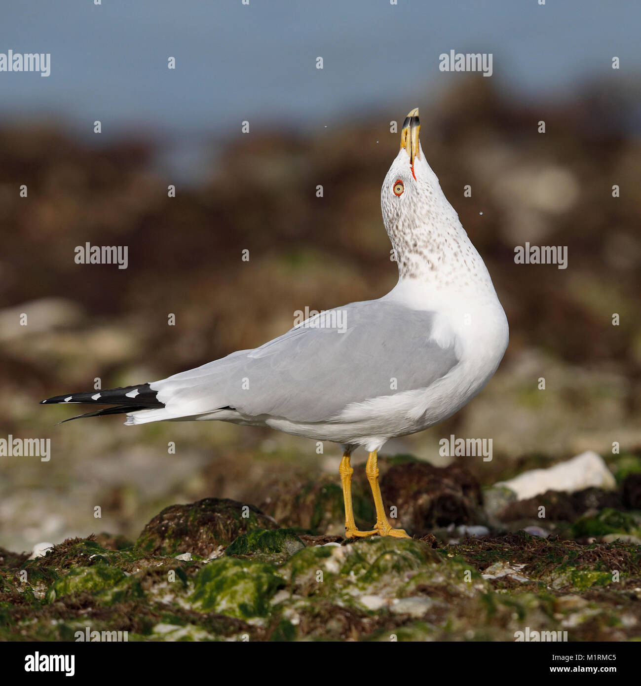 Ring-billed Gull (Larus delawarensis) raising its head in a territorial ...