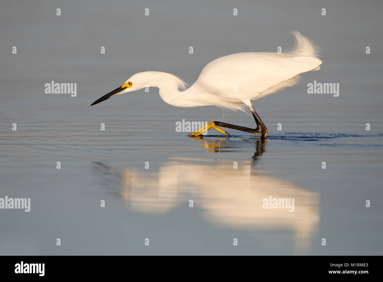 Snowy Egret (Egretta thula) stalking a fish - Fort DeSoto Park, Florida ...