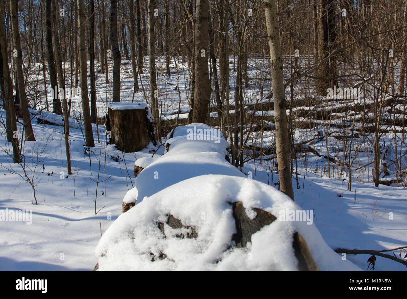 Hiking on the trails in the snowy forest in the month of January Stock ...