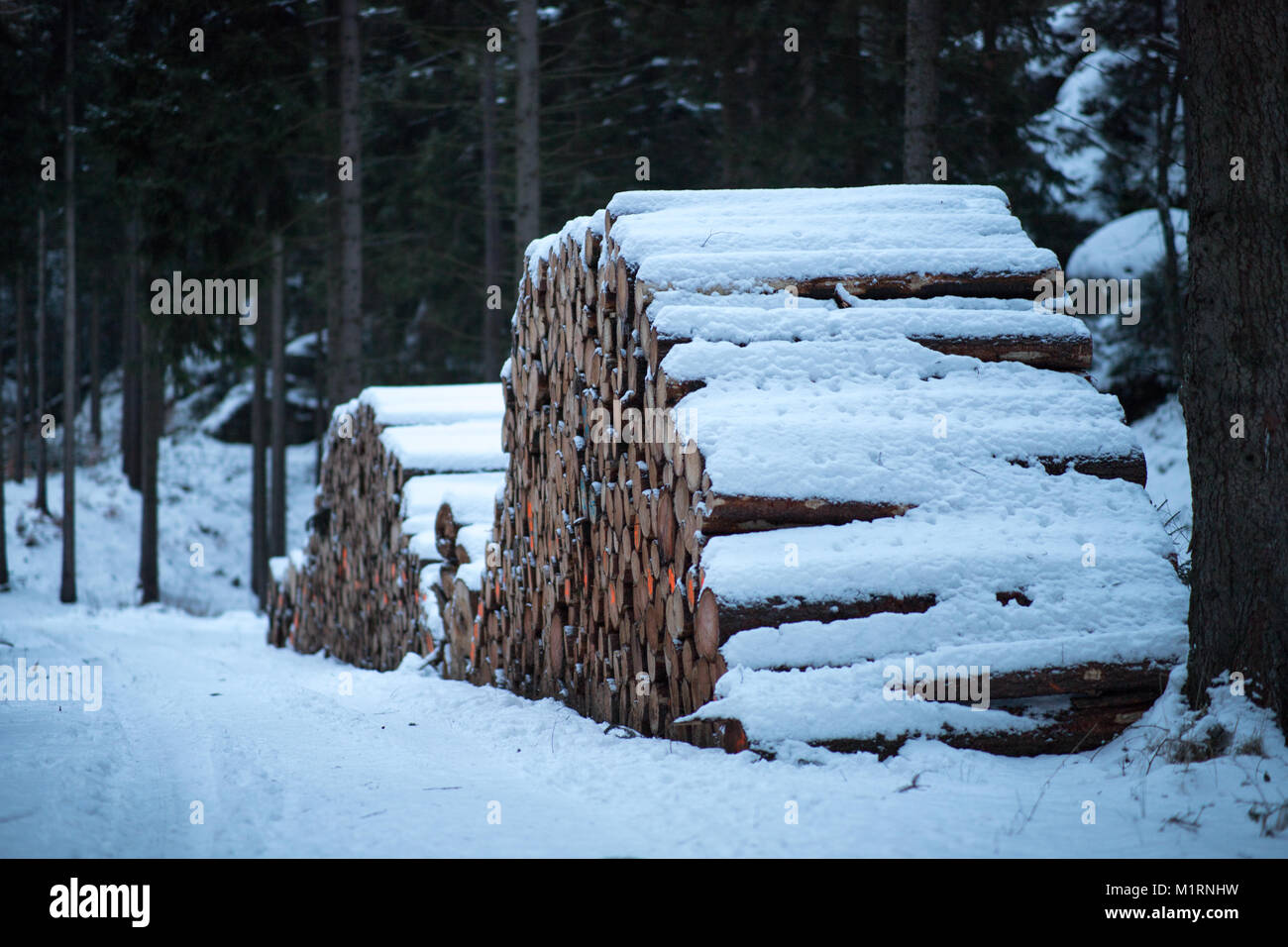 Wood pile with snow Stock Photo - Alamy