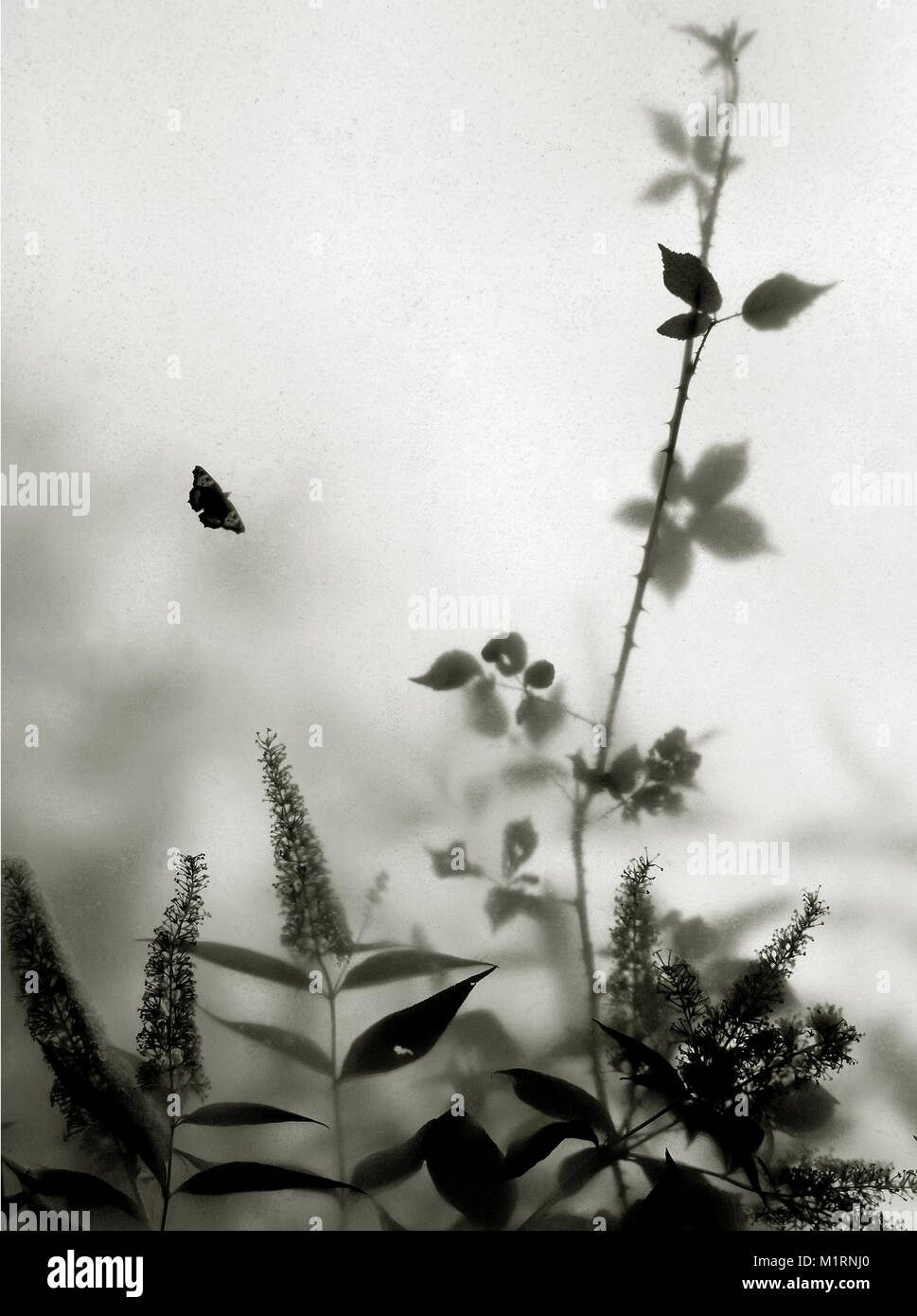 A butterfly flaps over the foliage of a Buddleia above in a bus stop ...