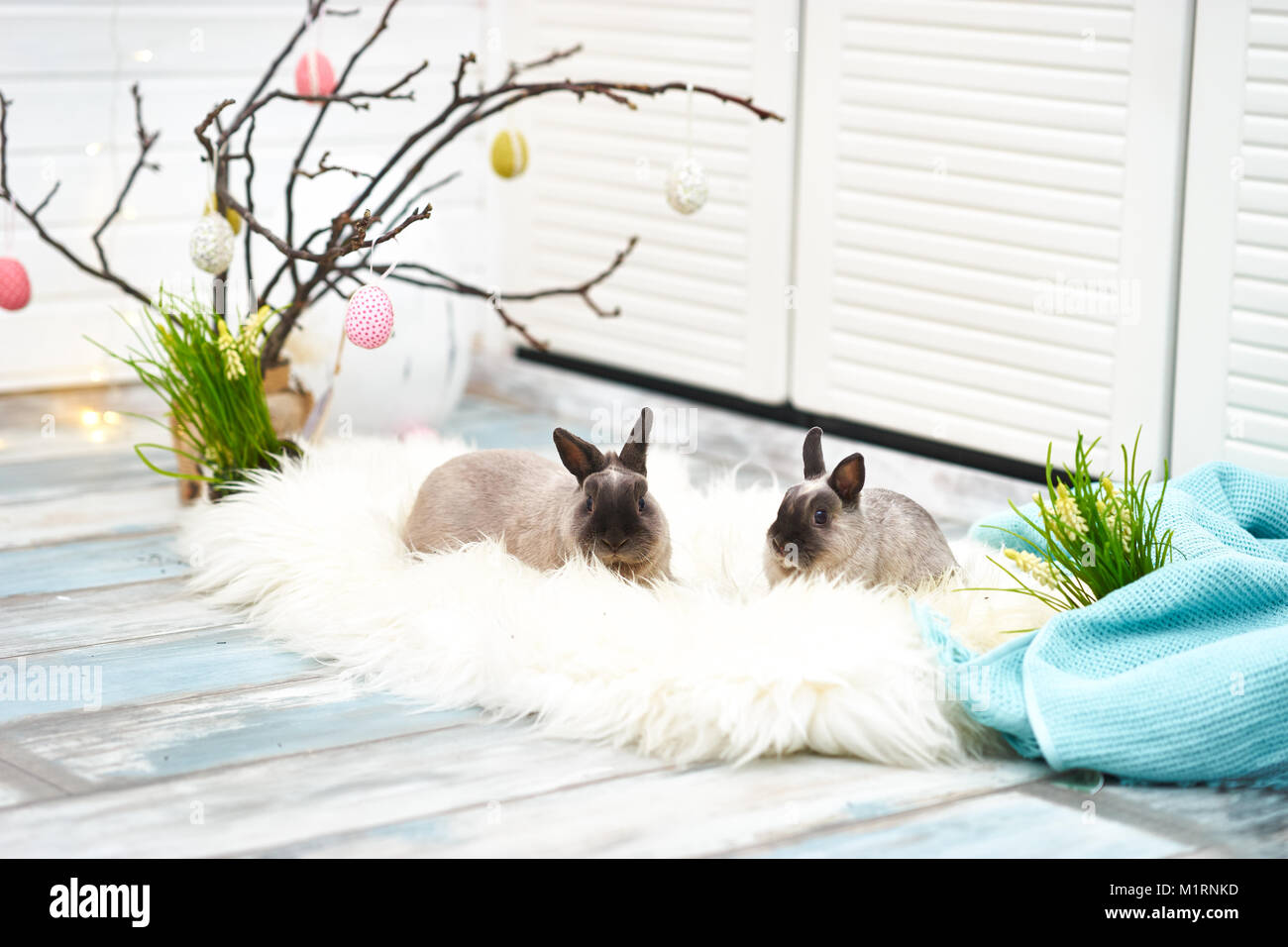 Rabbit room hi-res stock photography and images - Alamy