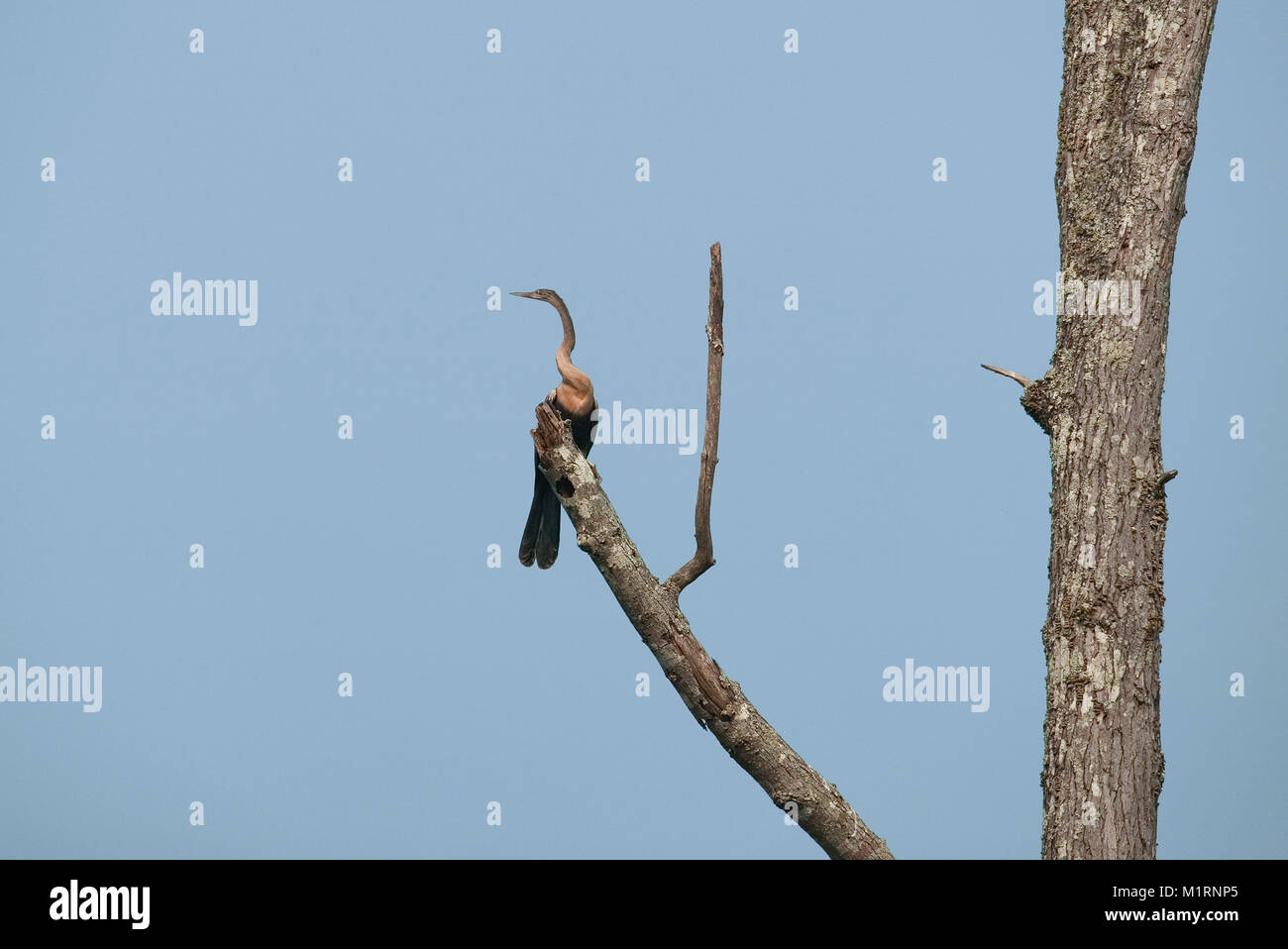 An Anhinga (subspecies a. leucogaster) water bird, perched in a dead ...