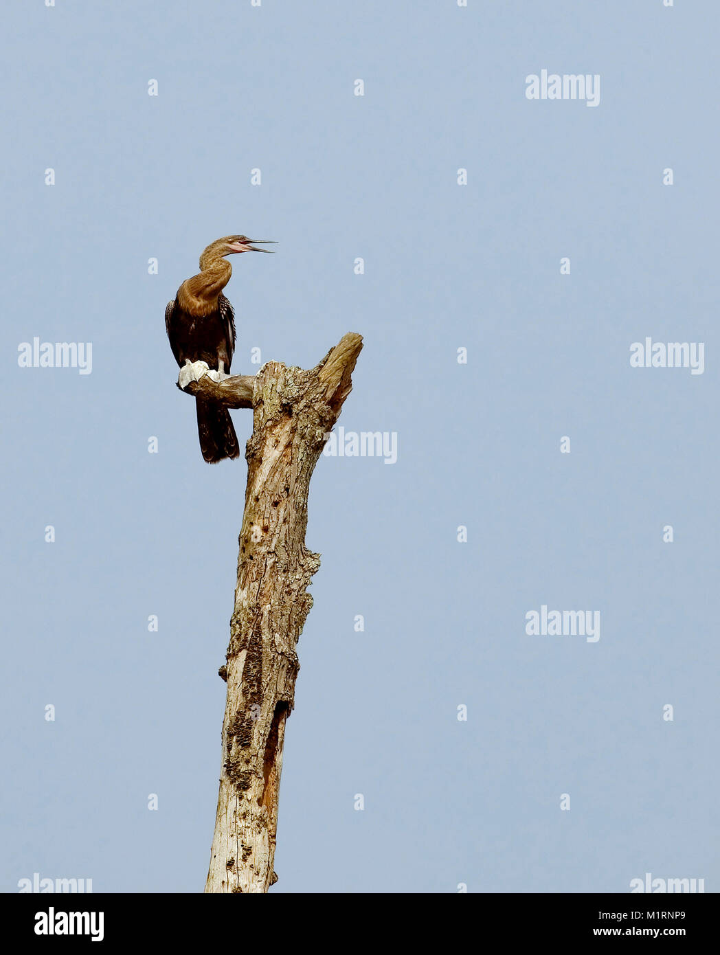 North american water bird hi-res stock photography and images - Alamy